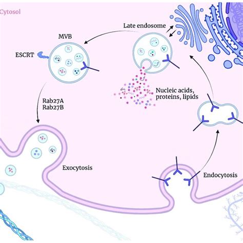 Exosome Biogenesis Occurs Via Endosomal Route Beginning With The