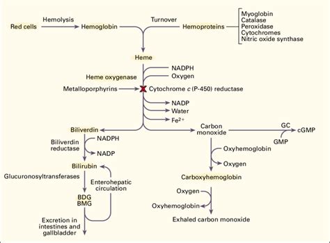 Describe The Process Of Hemoglobin Degradation