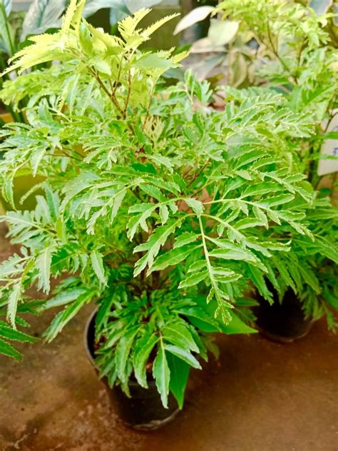 Aralia Gvir Nursery