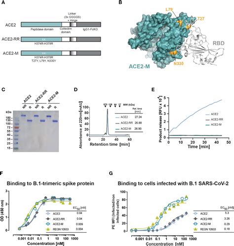 Frontiers Development Of Plant Produced Recombinant ACE2 Fc Fusion