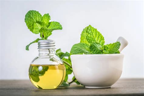 Peppermint Oil For Stomach Issues A Natural Remedy That Works Plant Guru