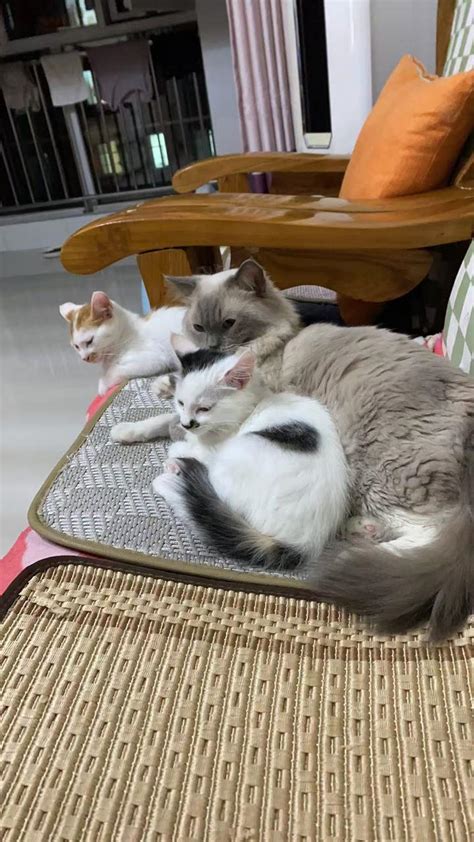 我的小可爱 知乎