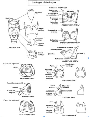 Medical Speech Pathology Exam 3 Flashcards Quizlet