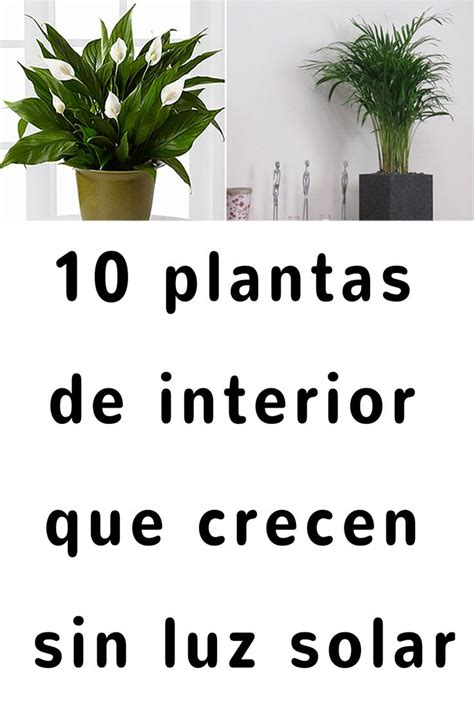 10 Plantas De Interior Que Crecen Sin Luz Solar Plantas De Interior