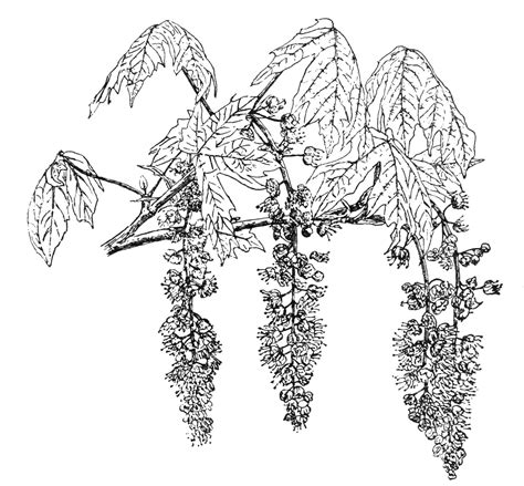 Acer Macrophyllum Trees And Shrubs Online