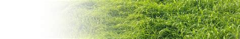 Grass Header Cloverleaf Grass Farm