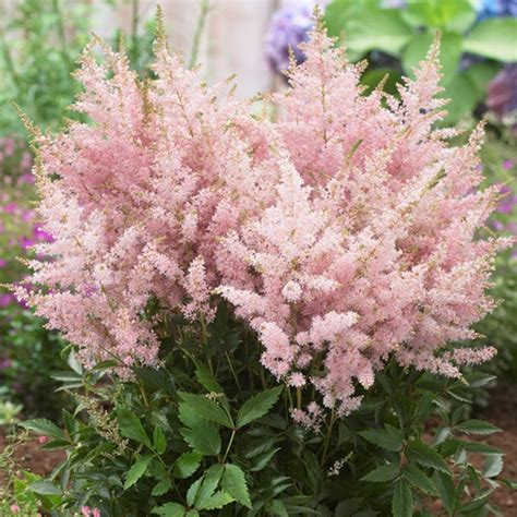 Astilbe Younique Silvery Pink, False Spirea | American Meadows