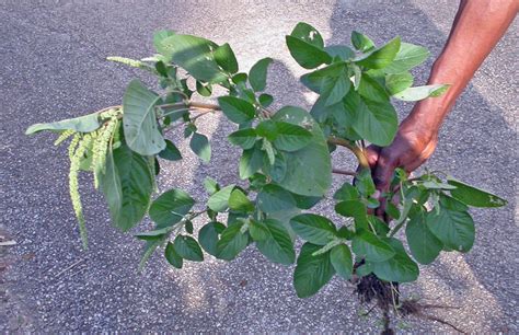 Amaranth Diseases And Pests Description Uses Propagation