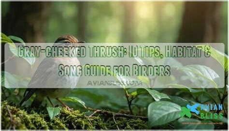 Gray Cheeked Thrush Id Tips Habitat And Song Guide For Birders