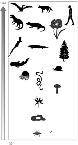 Macroevolution Of Life Flashcards Quizlet