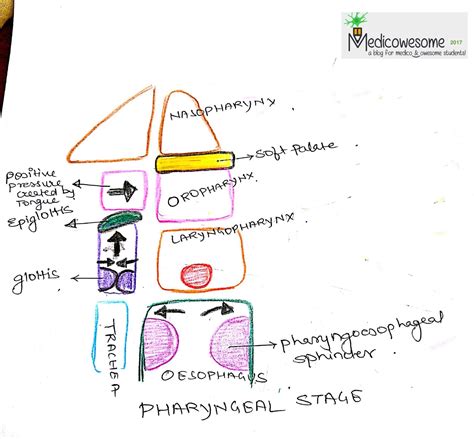 Medicowesome Deglutition