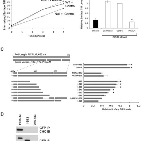 A Schematic Representation Of Amino Terminal Tagged Gfp Picalm Fusion