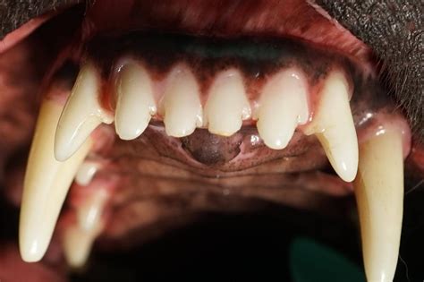Dog Tooth Resorption Diagnosis And Treatment Guide For Vets