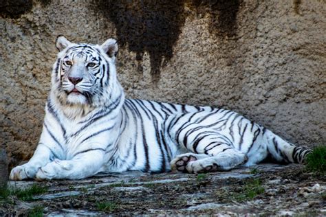500 White Tiger Pictures Hd Download Free Images On Unsplash