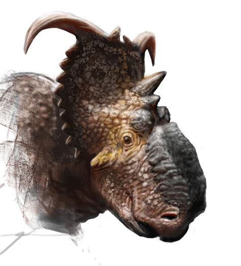 Pachyrhinosaurus Fossil Wiki Fandom