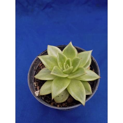 Jual Tanaman Skulen Echeveria Agvoides Shopee Indonesia