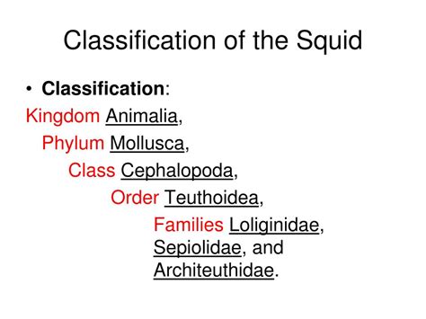 Ppt Squid Dissection Powerpoint Presentation Free Download Id1820968