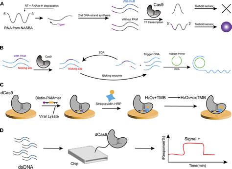 Strategies For Cas9 Based Nucleic Acid Sensor A Nasba Amplifies The