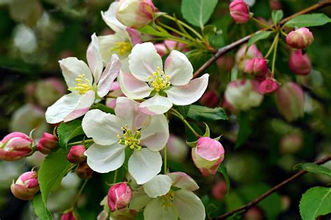 Apple Blossoms Tree Spring Free Photo On Pixabay Pixabay