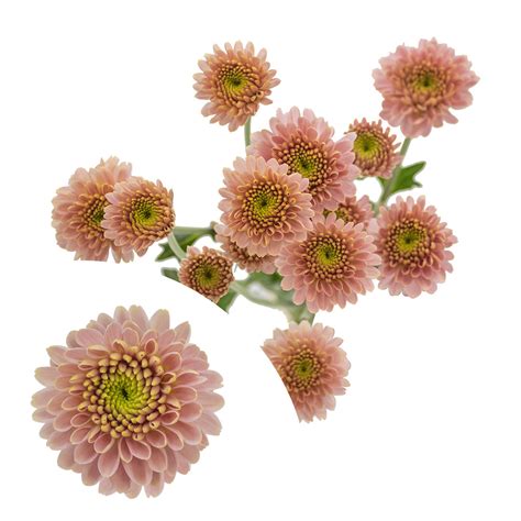 Button Pinkie Salmon