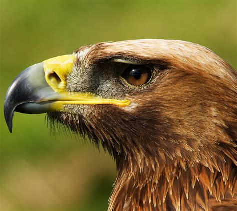 Cabeza De águila Mexicana Retrato De águila Real Svg Arte Gráfico