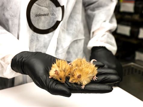 Hoping To Revive Mammoths Scientists Create Woolly Mice Ksjd