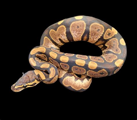 Calico Ball Python By Morphedup Reptiles Morphmarket