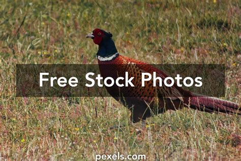 Grass Animated Photos Download The Best Free Grass Animated Stock