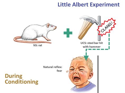 Exams And Me The Little Albert Experiment