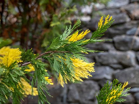 Best Conifer Trees For Shade At Wanda Perdue Blog