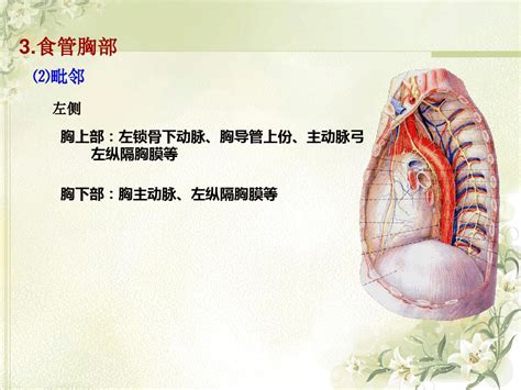 纵隔解剖及常见纵隔肿瘤影像学诊断word文档在线阅读与下载无忧文档