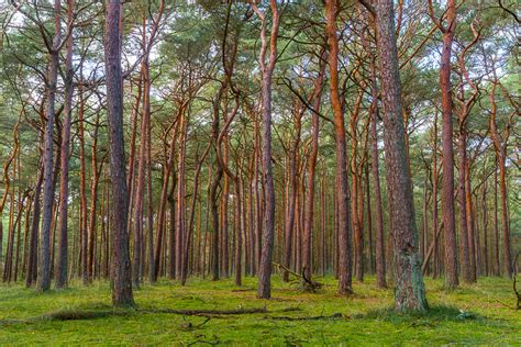 Kiefernwald Forum Für Naturfotografen