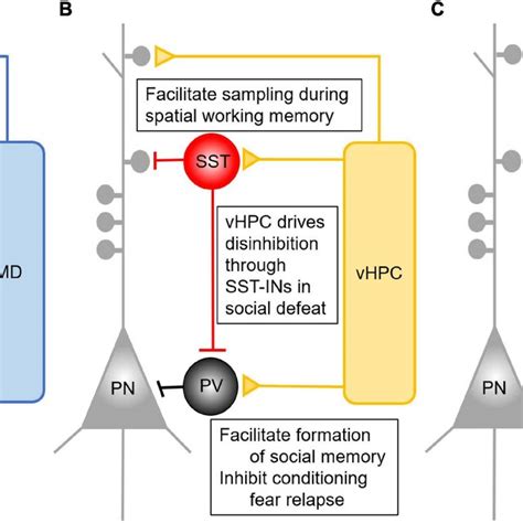 Anatomical And Functional Connectivity Between Mpfc And Its Major