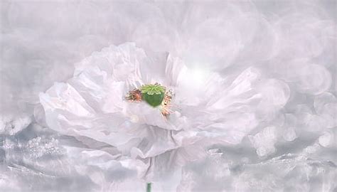 Royalty Free Photo White And Purple Artificial Flowers Pickpik