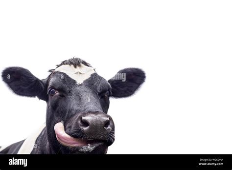 Une Photo Dune Vache Noir Et Blanc Léché Ses Lèvres Photo Stock Alamy