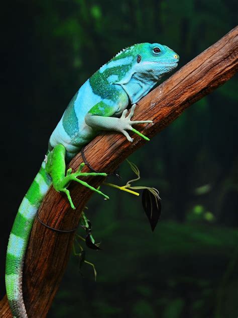 Green Iguana On Tree Branch Tropical Lizards Blue Green Lizard