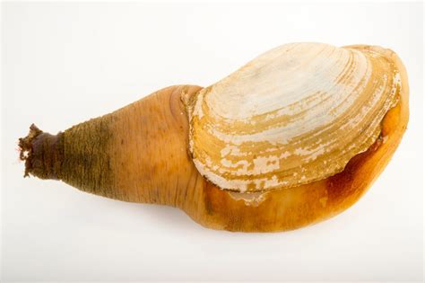 Geoduck Panopea Generosa Joel Sartore