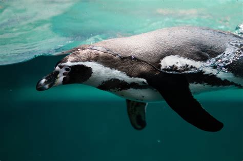 200 Penguin Backgrounds