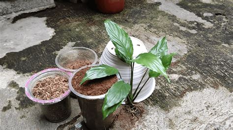 Cara Menanam Bunga Lily And Perawatannya Agar Cepat Berbunga