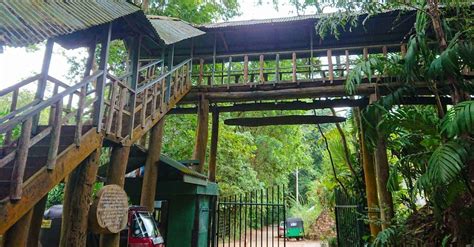 Journey To The Center Of Greenery Discovering The Beauty Of