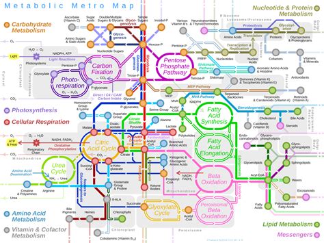 Infographics Metabolic Metro Map Rutas Metabolicas Metabolismo