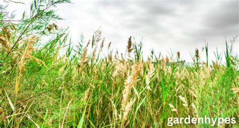 Johnson Grass Benefits Challenges And Control Strategies2024