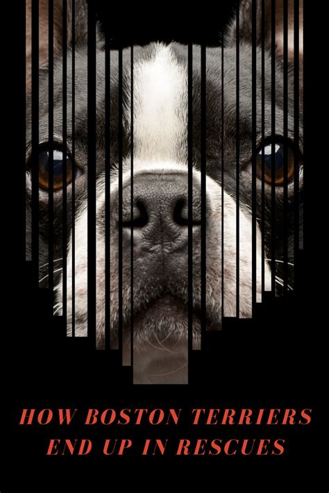 How Do Boston Terriers End Up In Rescues Boston Terrier Society