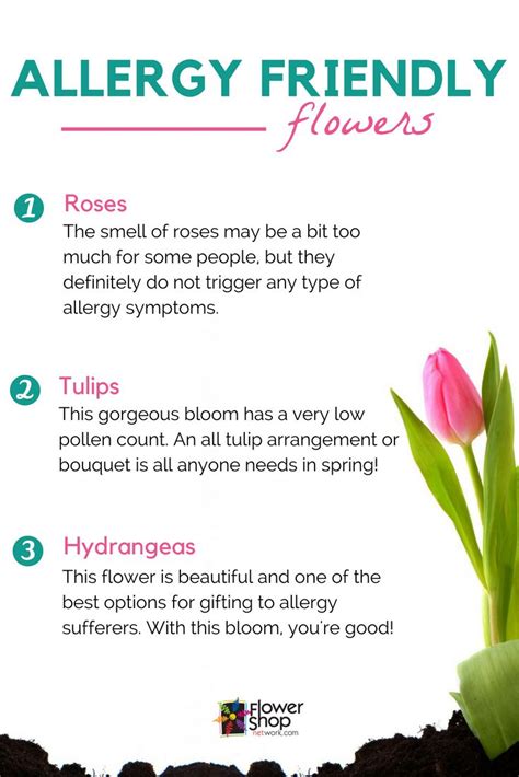 3 Allergy Friendly And Gorgeous Flowers For Enjoying Nature