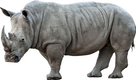 Rhinoceros