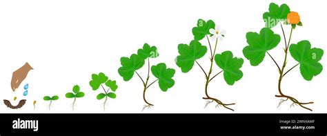 Cycle Of Growth Of A Cloudberry Plant On A White Background Stock