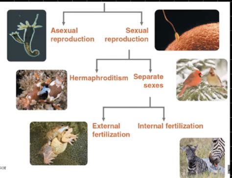 Bio 007 Chapter 46 Flashcards Quizlet