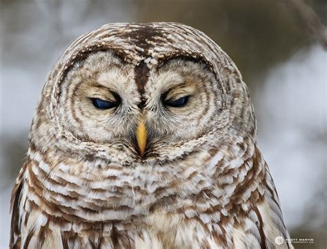 Barred Owl Scott Martin Photography