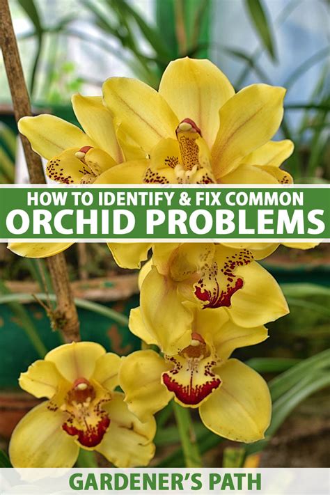 13 Common Orchid Problems And How To Solve Them