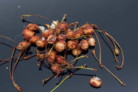 Cherry Pit Spitting Day Holiday Smart